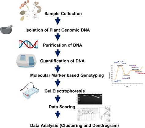 Structural Outline Representing General Overview Molecular Marker Based Download Scientific