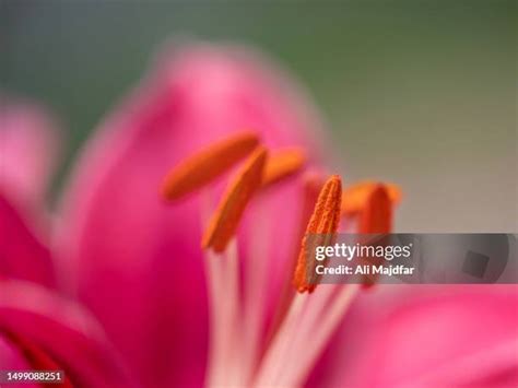 Stigma Botany Photos And Premium High Res Pictures Getty Images