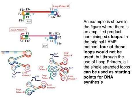 Loop Mediated Isothermal Amplification