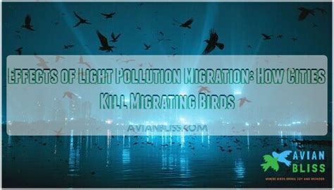 Bird Migration Stopover Locations 7 Critical Refueling Sites Birds Can