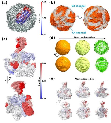 Molecular Dynamics Of Apoferritin And Archaeal Rnap Apoferritin Download Scientific Diagram