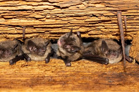 Bats Are For Mosquito Season Cultivate