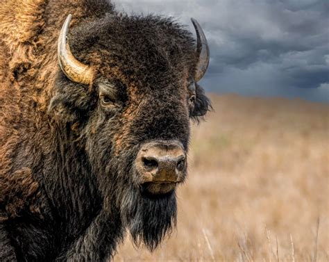 North American Bison