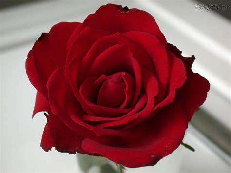 Plantas Ornamentais Rosas