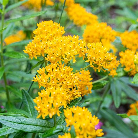 Butterfly Weed Hello Yellow Seeds Asclepias Tuberosa