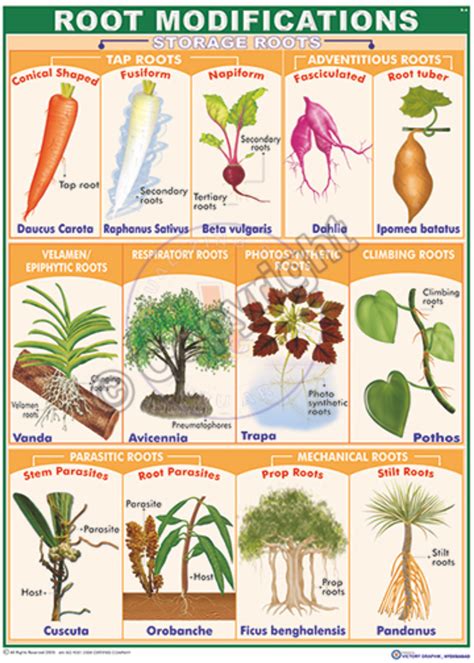 Angiosperms Morphology Charts At ₹ 320 Piece Hyderabad Id 8915778891