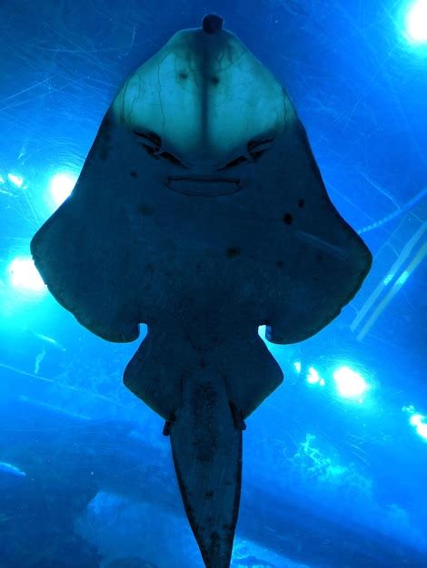 Page 3 Round Batfish Photos Download Free High Quality Pictures