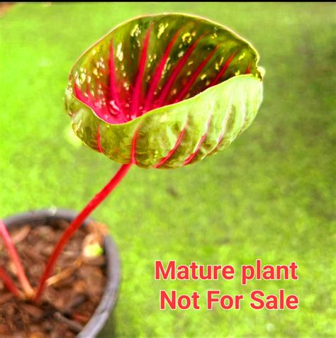 Caladium Ruby Spoon Extremely Rare Collection Please Read Description