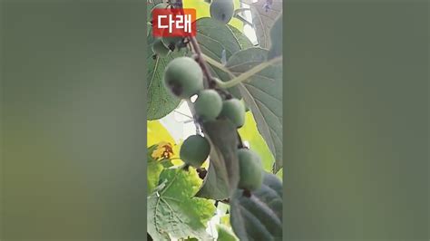 다래나무 국산 키위 Youtube
