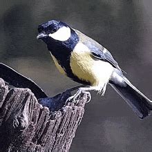 Tit S Tenor