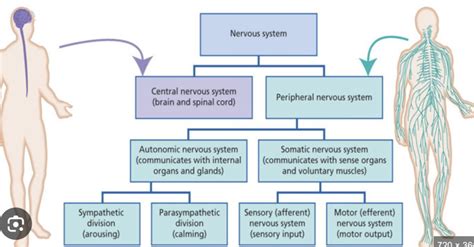 Nervous System Diagram Quizlet