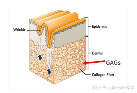 Gags胶原蛋白肽皮肤抗衰新实证 知乎