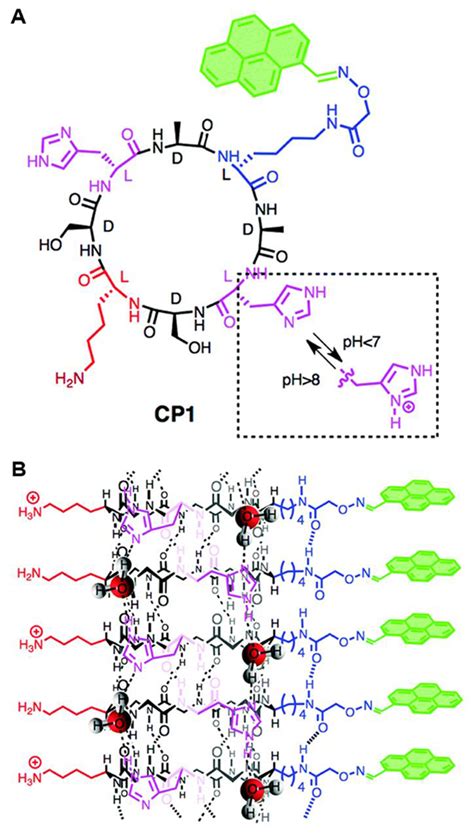 Ph Responsive Self Assembling Peptide Based Biomaterials Designs And