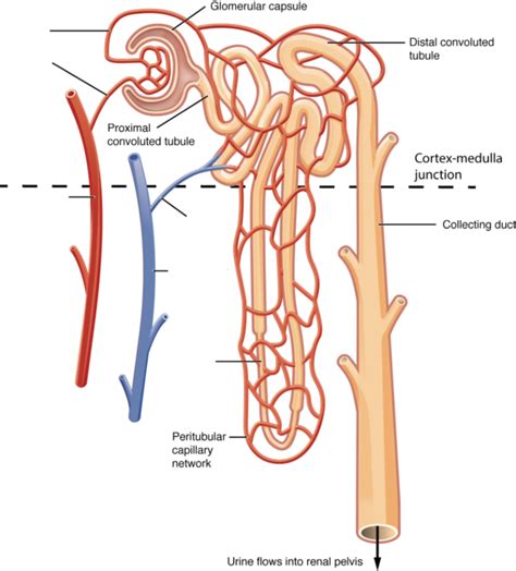 Nephron Parts Quiz By Daol