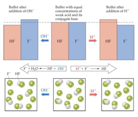 Buffers Flashcards Quizlet Buffers Flashcards Quizlet
