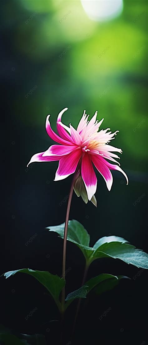 Fondo Una Imagen De Una Bonita Flor Rosa En La Hoja Verde De Pantalla