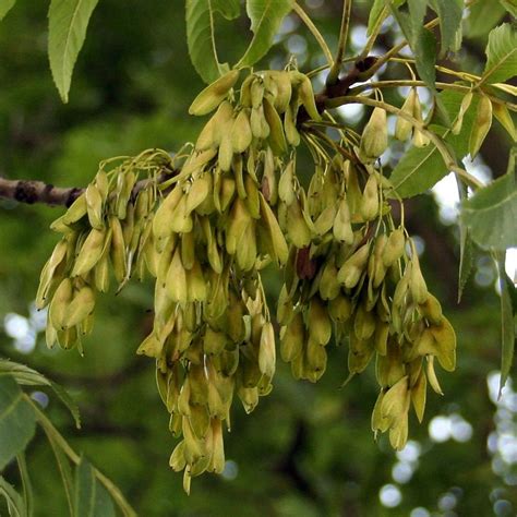 Fraxinus Excelsior Ash