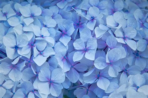 Hydrangeas Background