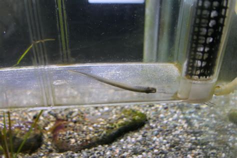 Northern Japanese Brook Lamprey Lethenteron Mitsukurii Lake Biwa