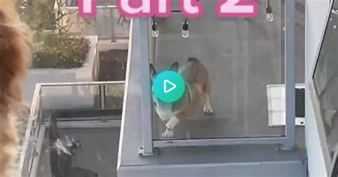 Corgi Part 2 Album On Imgur