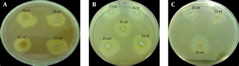 Pectinase Activity Of Various Bacterial Strains Download Scientific
