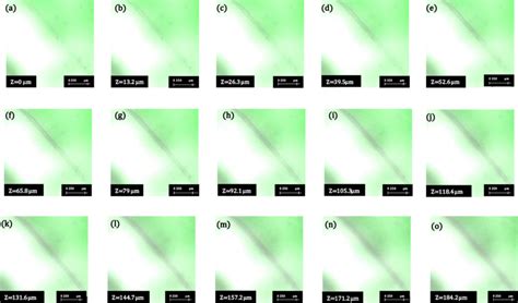 Eye 5 Z Stack Confocal Images A−o Z Stack Confocal Microscopy Images Download Scientific