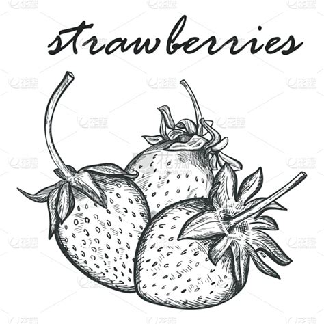 叶子嫩枝绘画插图黑白图片浆果草图清新草莓矢量分离着色素材 花瓣网
