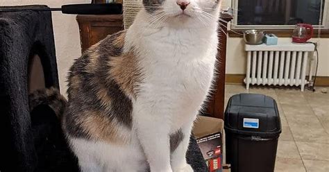 Tiny Little Kitler Stache Rkitler