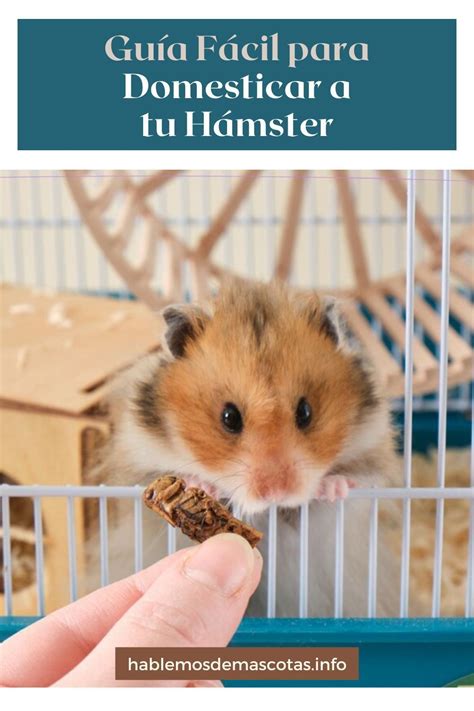 Guía Fácil Para Domesticar A Tu Hámster