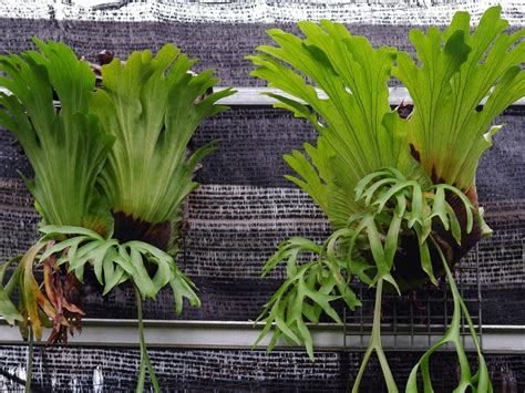 Choosing A Staghorn Fern Mount What Can You Mount A Staghorn Fern To