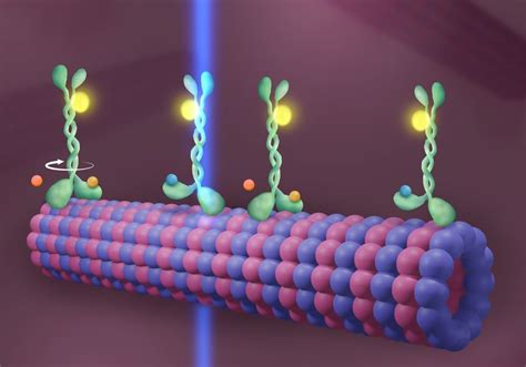 High Resolution Microscope Watches Proteins Strut Their Stuff The Scientist