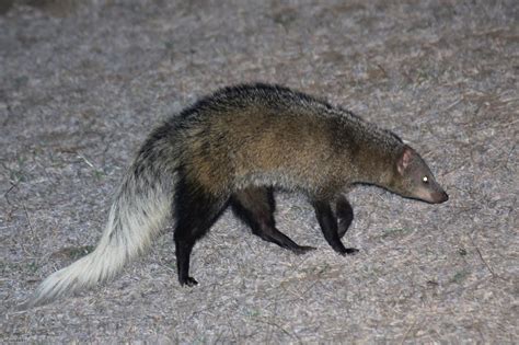 White Tailed Mongoose Ichneumia Albicauda Southafricakruger5275