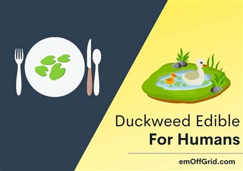 Is Duckweed Edible At Matthew Tindal Blog
