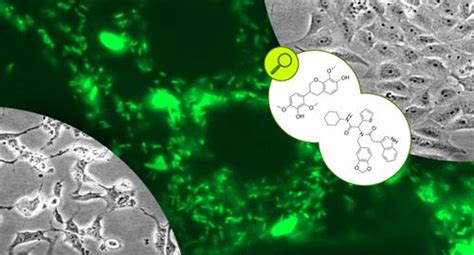 立克次体 Aglow：一种用于识别细胞内感染抑制剂的荧光检测和机器学习模型acs Infectious Diseases X Mol