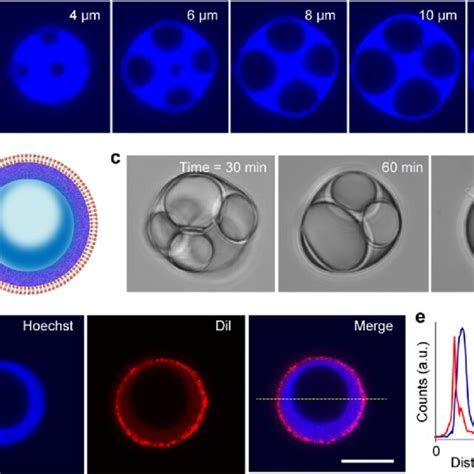Structural Reconfiguration Of Coacervate Vesicles A Z Axis Scanning