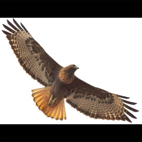 Red Tailed Hawk Buteo Jamaicensis Identification Birda