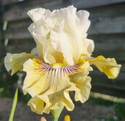 Tall Bearded Iris Fancy A Flutter Plant Database Entry