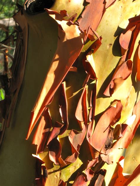 Urbanterra Harvesting Madrone Bark For Culinary Uses
