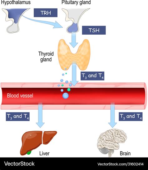 Thyroid Hormone Resistance What Is It Thyroid Hormone Resistance Akapv
