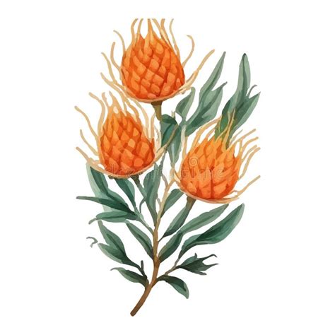 Flower Element Watercolor Wedding Stock Illustration Illustration Of