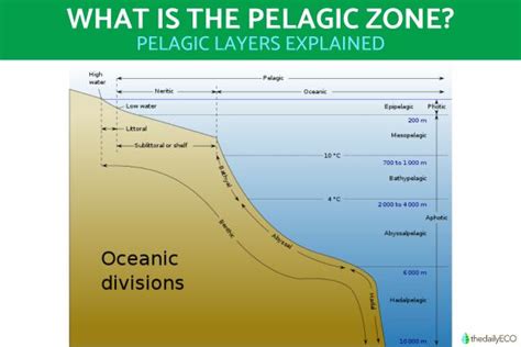 What Is The Pelagic Zone In The Ocean Pelagic Layers