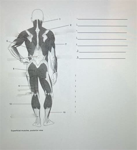 Blank Skeletal Posterior View Superficial Muscles