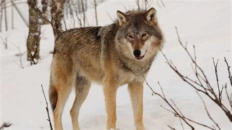 Волк упал в яму его спас лесник Через год волк снова позвал мужчину к той самой яме Youtube