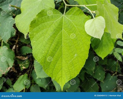 Plante De Lin Tilia Mandshurica Image Stock Image Du Tilleul