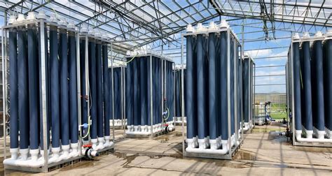 Microalgaes Critical Roles In Earths Water Cycle