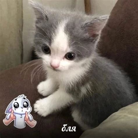 Пин от пользователя Sop на доске Cat Милые котики Котята Очаровательные котята