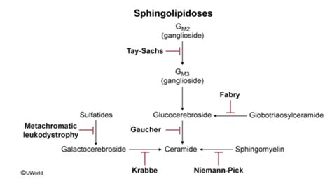 Mod Tbl11 Sphingolipid Metabolism And Lysosomal Storage Disorders