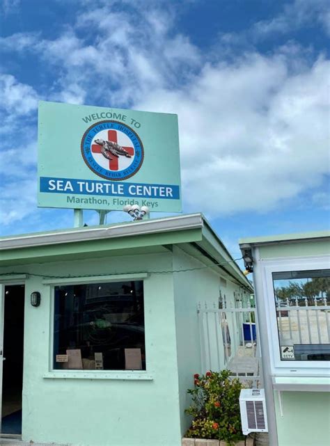 Why The Sea Turtle Hospital Should Be On Your Itinerary