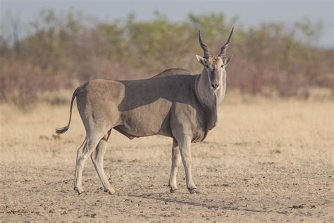 Taurotragus Oryx Young Bull Etosha 2015 Common Eland Wikipedia