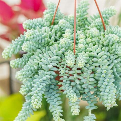 Sedum Buritto ~ 20cm Sklep Z Roślinami Cocaflora